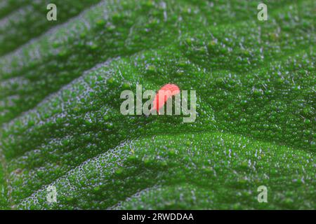 Collembola verrucosa, a very tiny insect, North China Stock Photo - Alamy