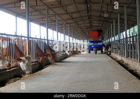 Workers work in beef cattle farms, China Stock Photo - Alamy