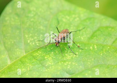 Coleoptera Cicindelidae insect in the wild, North China Stock Photo - Alamy