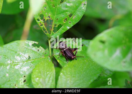 Crickets in the wild, North China Stock Photo - Alamy