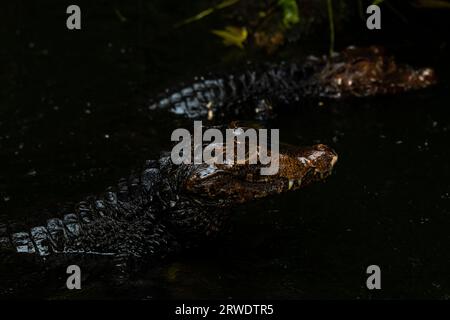 Portrait of the two Caimans over dark background on a rainy day from ...