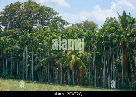 Areca nut trees, betel nut trees, areca palm, Port Blair, Andaman and ...