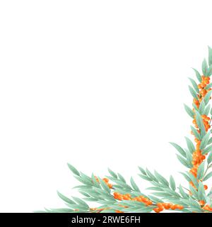 Hippophae plant vector icon on white background Stock Vector Image ...