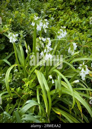 Allium triquetrum, also known as three-cornered leek, three-cornered ...