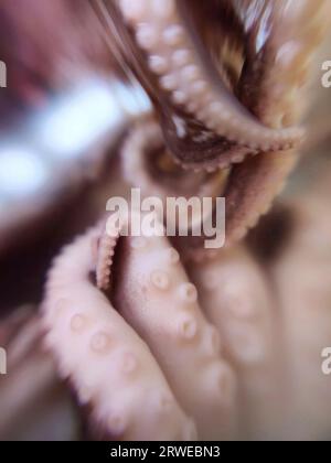 Delicacy octopus tentacle feeler seafood food animal macro photo Stock ...