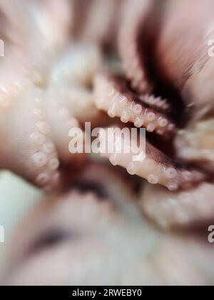 Delicacy octopus tentacle feeler seafood food animal macro photo Stock ...