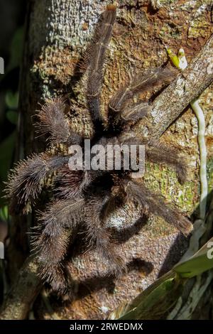 Amazon River: Tarantula spider in the Amazon Rainforest near Manaus ...