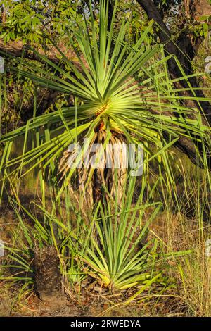 Pandanus spiralis in the Northern Territory of Australia Stock Photo ...