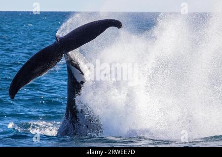 Humpback whale slapping its tail producing sea spray, Hervey Bay ...