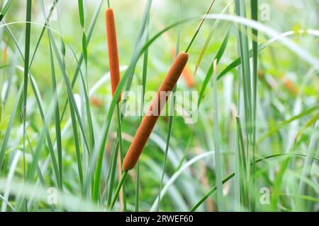 Typha fruit is in the botanical garden, North China Stock Photo - Alamy