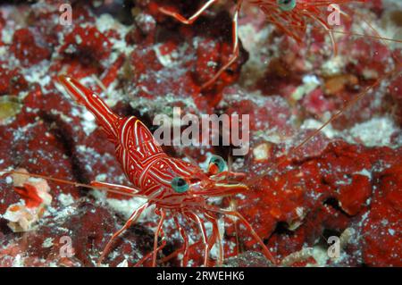The Camel Shrimp is also known as the Hinge-beak Shrimp, Dancing Shrimp ...