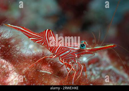 The Camel Shrimp is also known as the Hinge-beak Shrimp, Dancing Shrimp ...