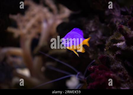 Yellow-dipped damsel (Chrysiptera hemicyanea), azure demoiselle, yellow ...