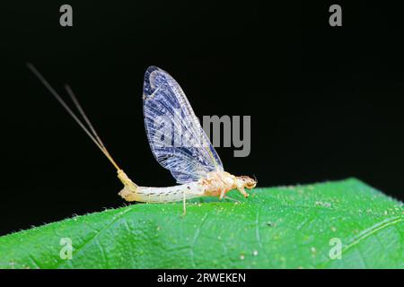 Mayfly, a very short-lived insect, North China Stock Photo - Alamy