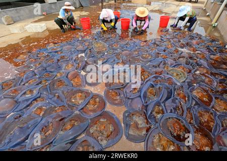workers process jellyfish skin at a seafood processing plant, China ...