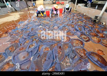 workers process jellyfish skin at a seafood processing plant, China ...