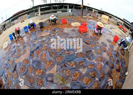 workers process jellyfish skin at a seafood processing plant, China ...