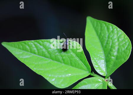 Negative mud beetle, a small beetle in nature, North China Stock Photo ...