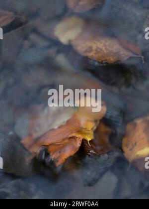 Rectory Wood, Church Stretton, Shropshire, UK Stock Photo - Alamy