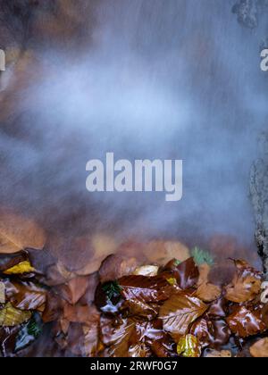 Rectory Wood, Church Stretton, Shropshire, UK Stock Photo - Alamy