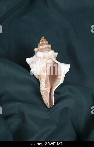 a conch shell on a green wavy curtain. Minimal color style life ...