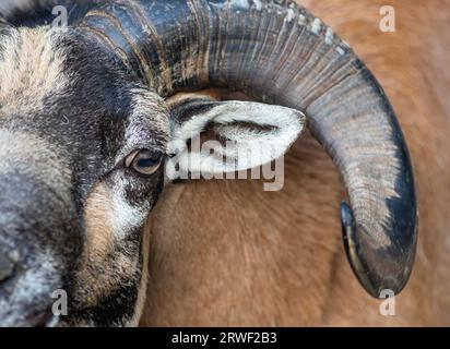 Portrait of a mouflon - Male mouflon with magnificent horn Stock Photo ...