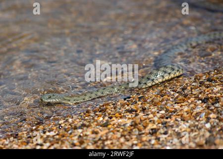 Natrix tessellata water snake on the beach Stock Photo - Alamy
