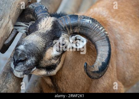 Portrait of a mouflon - Male mouflon with magnificent horn Stock Photo ...