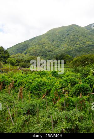 Zhu Zi Hu aka Bamboo lake, Beitou, Taipei, Taiwan Stock Photo - Alamy