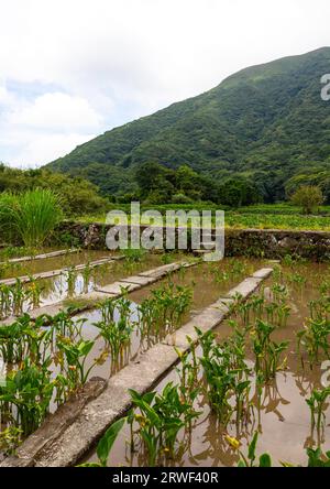 Zhu Zi Hu aka Bamboo lake, Beitou, Taipei, Taiwan Stock Photo - Alamy