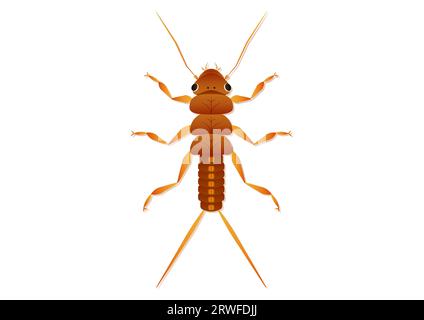 Stonefly Insect Vector Art Isolated on White Background Stock Vector ...
