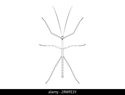 Walkingstick Vector Art Isolated On White Background Stock Vector Image