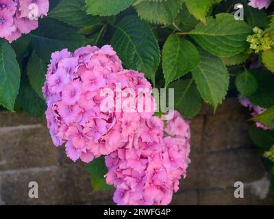 Large Conical-shaped Mauve/Lilac Hydrangea Macrophylla Flowerheads ...