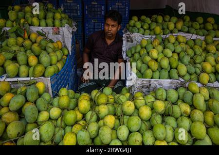 Differnt types of Mangoes on display at the National Fruits Festival ...