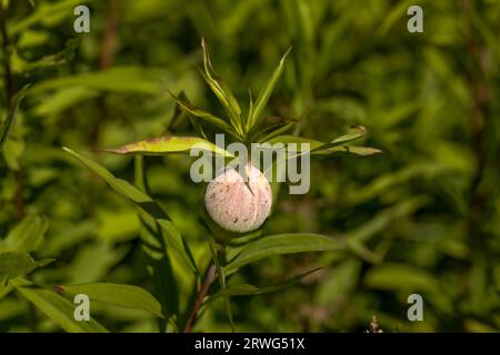 The goldenrod gall fly, also known as the goldenrod ball gallmaker, is ...