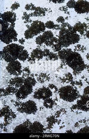 Spotted black and white grunge. Abstract halftone background. Trendy ...