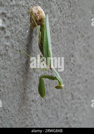 Praying Mantis Egg Sack in Barberry Bush Stock Photo - Alamy