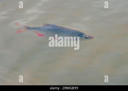 Rudd Scardinius erythropthalamus, in lake late summer UK protruding ...