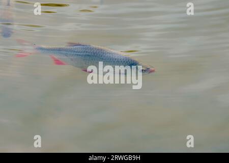 Rudd Scardinius erythropthalamus, in lake late summer UK protruding ...