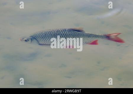 Rudd Scardinius erythropthalamus, in lake late summer UK protruding ...