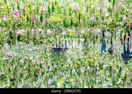 Beautiful, garden flowers floating in water, macro background Stock ...