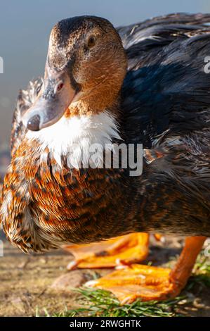 Graceful duck, shimmering reflection below. A calm river scene ...