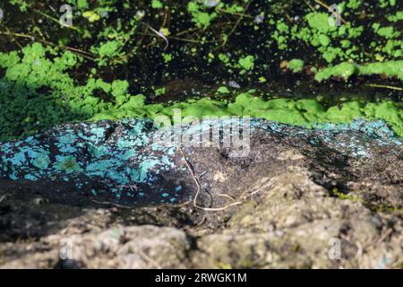 Eutrophication pollution blue-green algae Lough Neagh 2023. Toxic ...