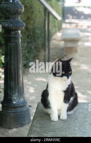 Cat on bench in park sunbathing Stock Photo - Alamy