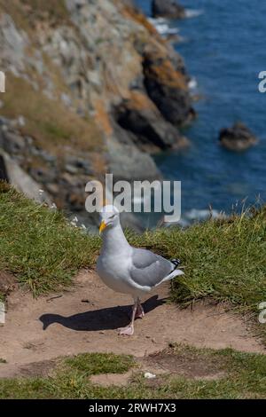 Seagul on the rock, close up photography, The Peninsula of Howth Head ...