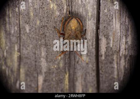 Picromerus bidens Family Pentatomidae Genus Picromerus Spiny shieldbug ...