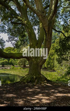 Phoenix Park area with small lakes, broken trees, greenery of beautiful ...