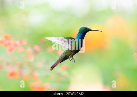 Glittering, male Black-throated Mango, Anthracothorax nigricollis ...