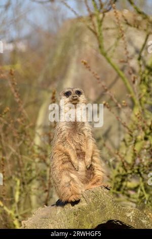 Sweet merkat suricate sitting and watching some predator Stock Photo ...