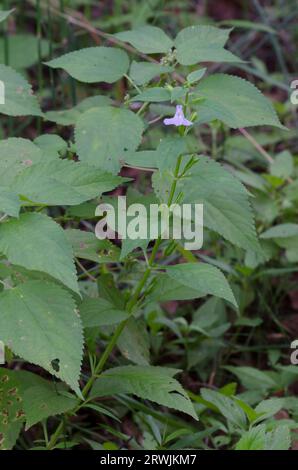 Sharpwing Monkeyflower, Mimulus alatus Stock Photo - Alamy